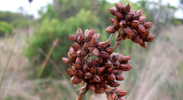 Juncus acutus, el junco redondo o junco negro | Revista sobre la ...